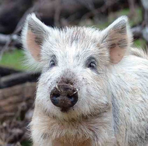 Heritage Livestock Breeds: Why They’re Important – Mother Earth News